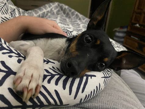 Does Anyone Elses Dog Have Good Livestock Instinct My Rat Terrier Was