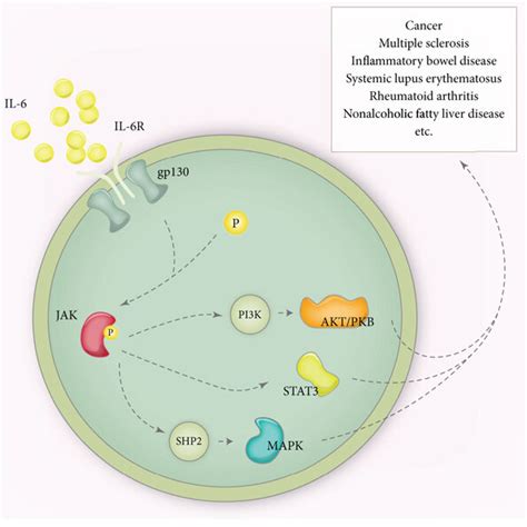 Inflammatory Pathways Mainly Include Mapk Pathway Jak Stat Pathway
