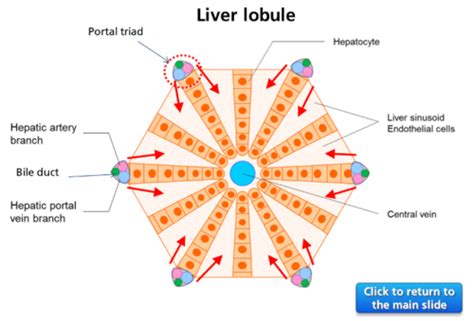 Liver Structure And Function Flashcards Quizlet