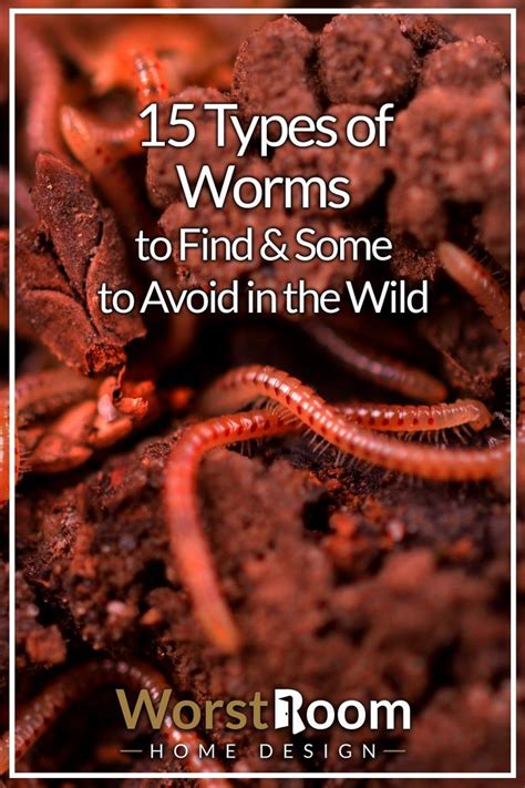 15 Types Of Worms To Find Some To Avoid In The Wild