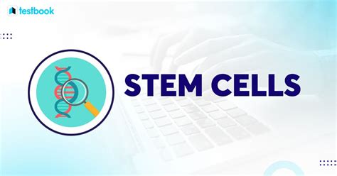 Understanding Stem Cells Types Applications And Sources