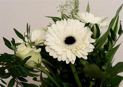 거베라 장미 꽃 Pixabay의 무료 사진 Pixabay