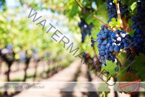 How To Make Compost Manure Full Guide Agrolearner Com