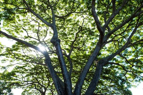 Dramatic Kauai Travel Photos Gearminded