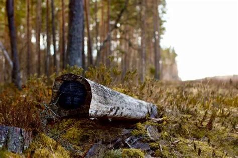 Council Cuts Down Trees To Stop People Having Sex Under Them Wales Online
