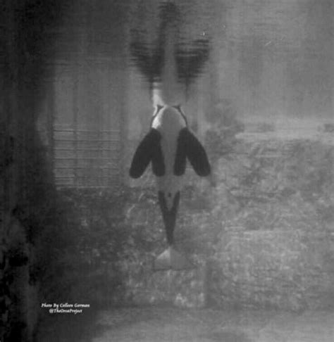 Media Tweets By The Orca Project TheOrcaProject Twitter Media Tweets By The Orca Project TheOrcaProject Twitter