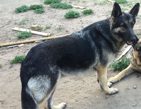 Missing Gsd Rcoloradosprings