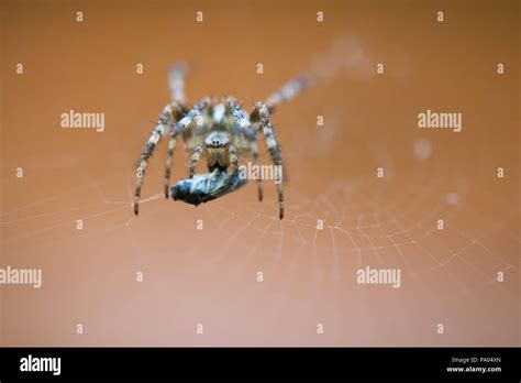 Die Spinne Im Netz Essen Beute Fliege Im Spinnennetz Gefangen Stockfotografie Alamy