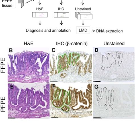 Effect Of The Formalin Free Fixative Paxgene On Tissue Staining And Dna Download Scientific