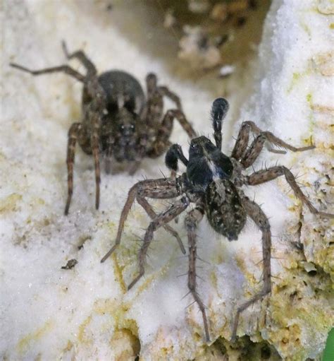 Cabinet Of Curiosities A Fraught Wolf Spider Courtship