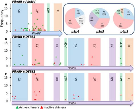 Evolution Of Efficient Modular Polyketide Synthases By Homologous