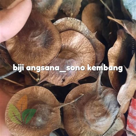 Jual Biji Angsana Sono Kembang Agro Bibit Id