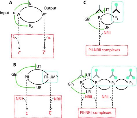 The Experimental System Enables Analysis Of Load Induced Modulation Of Download Scientific