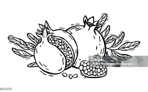 Seeds And Leaves 와 석류 과일의 벡터 구성 식물 흑백 그림 Linocut 스타일로 손으로 그린 그림입니다 포장 메뉴 조리법 엽서의 디자인을 위한 그림 건강한