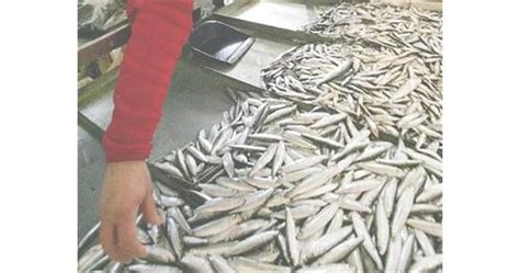 Полезна ли е за вас рибата