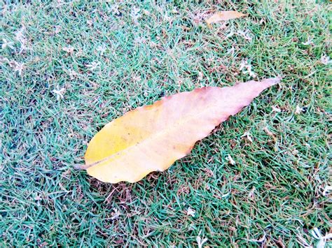 무료 이미지 잎 잔디 2560x1920 Baskar2000 1589391 무료 이미지 Pxhere