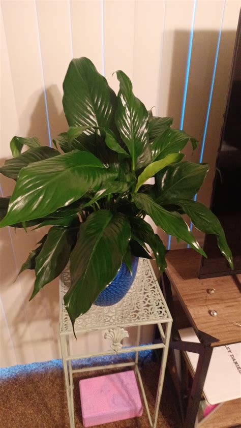 Got These Plants From My Grandpas Funeral Id Love To Keep Them