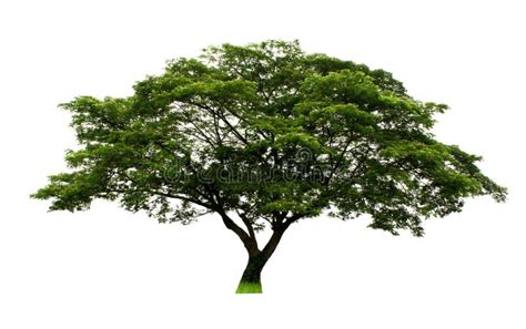 Set Of Rain Tree Or East Indian Walnut Tree Or Silk Tree Growing Up In