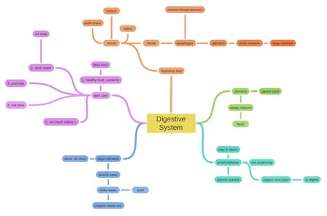 Digestive System Coggle Diagram