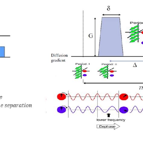 The Mri Signal Investigation And Diffusion Contrast A Figuring Out B Download Scientific