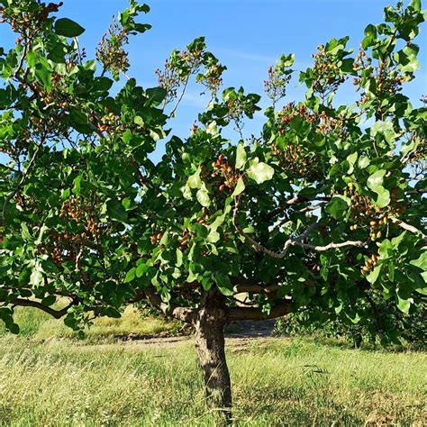 Growing Pistachios From Seed Step By Step Complete Gardening
