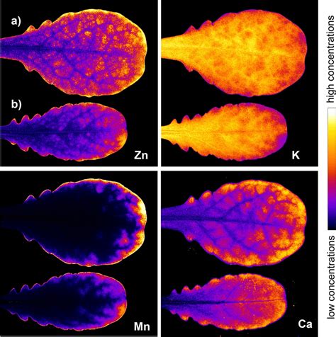 Laboratory Micro X Ray Fluorescence µxrf Maps Of Zn Mn K And Ca Of