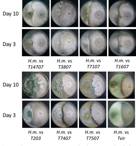 Table 1 From Trichoderma Biological Control To Protect Sensitive Maize