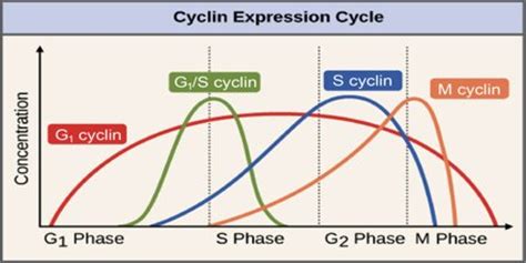 Key Regulators Of The Cell Cycle Assignment Point
