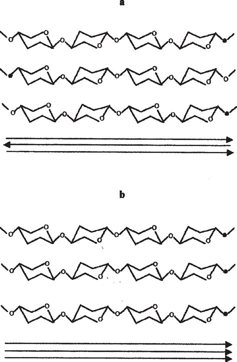 The Antiparallel A And Parallel B Chain Arrangements In α And