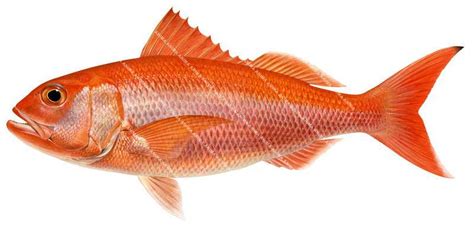 Ruby Snapper Etelis Carbunculus High Res Illustration On Whtie Background