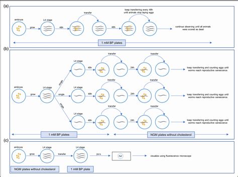 Figure 1 From Synthesis And Reproductive Toxicity Of Bisphenol A Analogs With Cyclic Side Chains