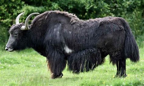Yak Lake District Wildlife Park