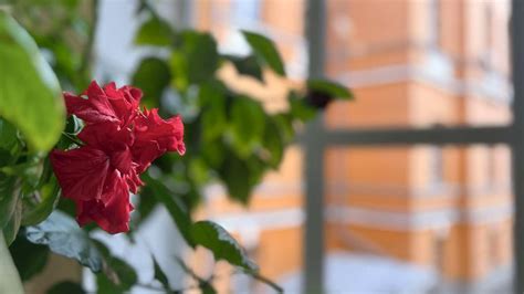 Національна Національна історична бібліотека України