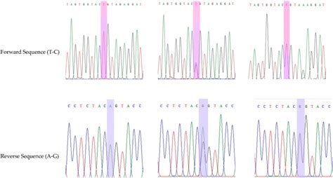 Validation Was Performed In Sanger Sequencing Analysis In Rs8192675 Download Scientific Diagram