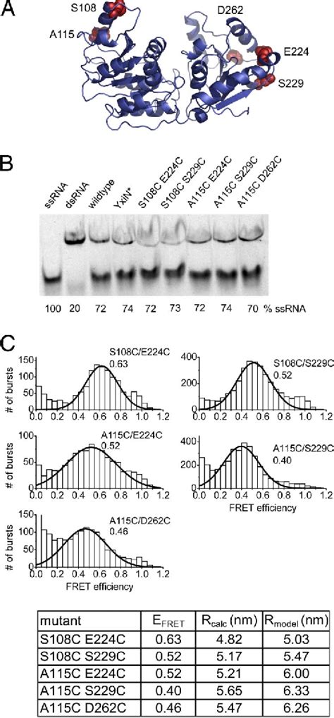 Figure 1 From Cooperative Binding Of Atp And Rna Induces A Closed Conformation In A Dead Box Rna
