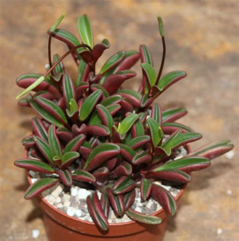 Peperomia Glaveolens Cv Ruby Glow Kakteen Matk