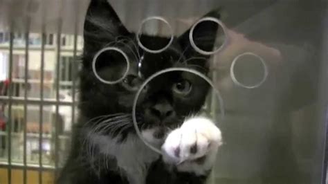 Find Your Forever Feline Friend Youtube