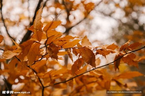 叶子摄影图 树木树叶 生物世界 摄影图库 昵图网
