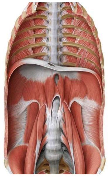 Diaphragm And Posterior Abdominal Wall Flashcards Memorang Muscle Anatomy Medical Anatomy