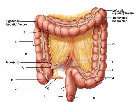 Abdomen Large Intestine Caecum Appendix And Gall Bladder Flashcards