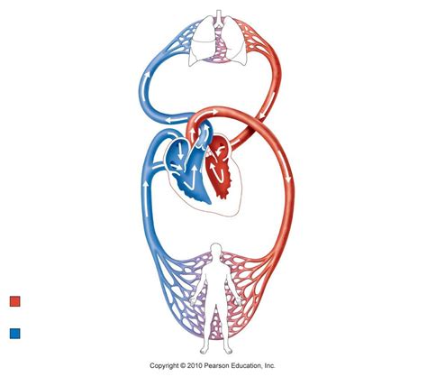 Circulatory System Diagram Unlabeled Clipart Best