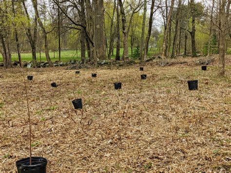Planting Bald Cypress Trees The Martha Stewart Blog