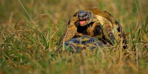 How Do Tortoises Mate