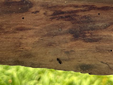 What Is This Wood Boring Insect R Whatisthisbug