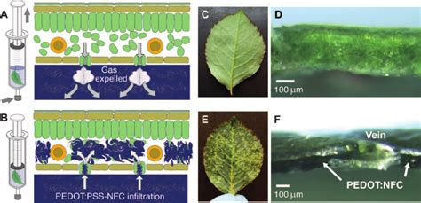 Pedot Infused Leaves A Vacuum Infiltration Leaf Placed In Download Scientific Diagram