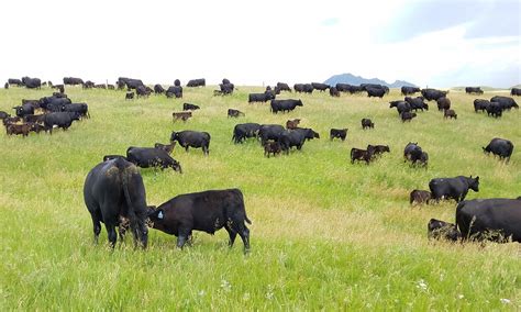 Equation Of Reproductive Efficiency