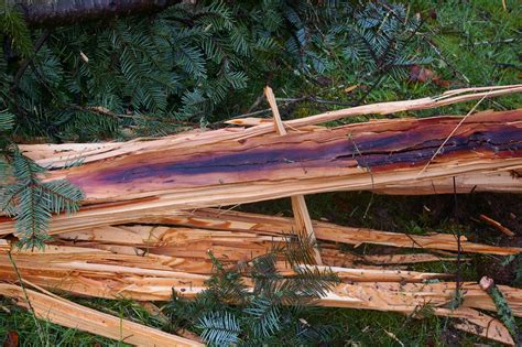 Exploding Trees Now Showing At Your Local Arboretum