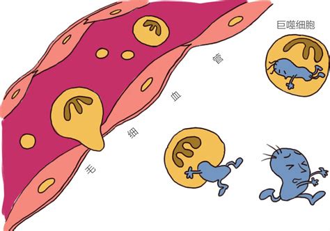 巨噬细胞吞噬卡通 大山谷图库