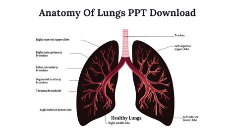 Ppt Anatomy Of Respiratory System Powerpoint
