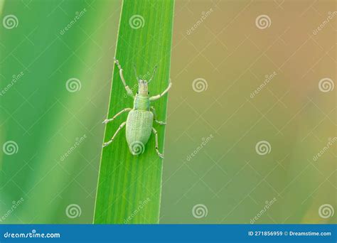 Green Weevil Stock Image Image Of Macro Insects Curculio 271856959